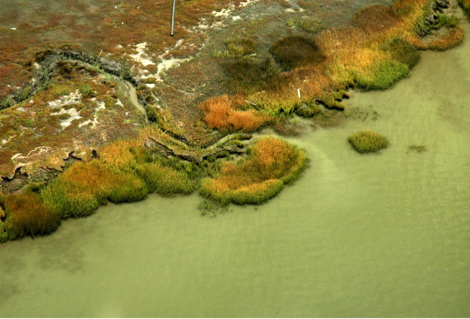 Why is Invasive Spartina a Problem? | Invasive Spartina Project