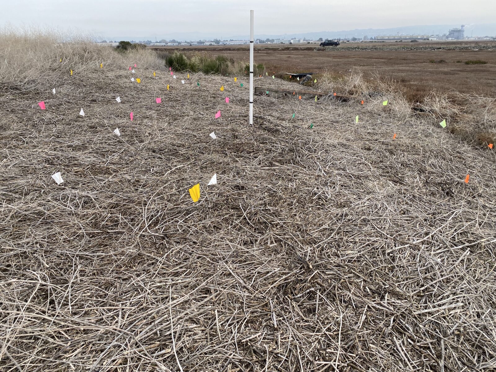 Progress in Pictures | Invasive Spartina Project